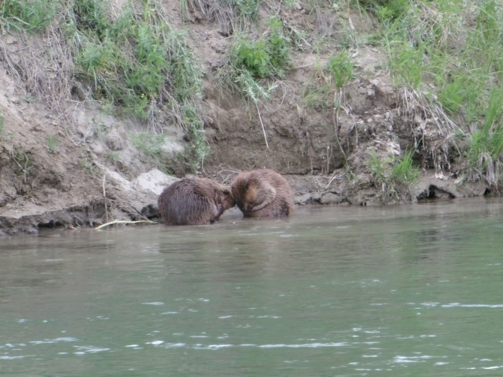 American Beaver from Fremont County, WY, USA on June 19, 2024 at 08:59 ...