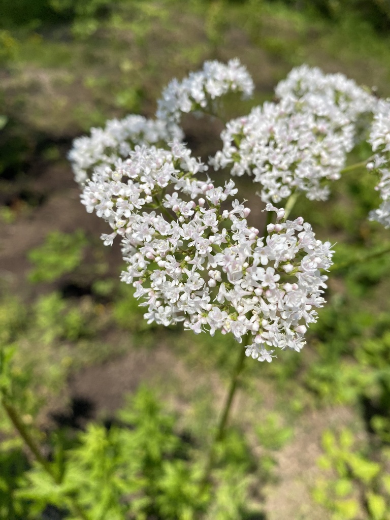 common valerian from Bruce Peninsula National Park, Northern Bruce ...