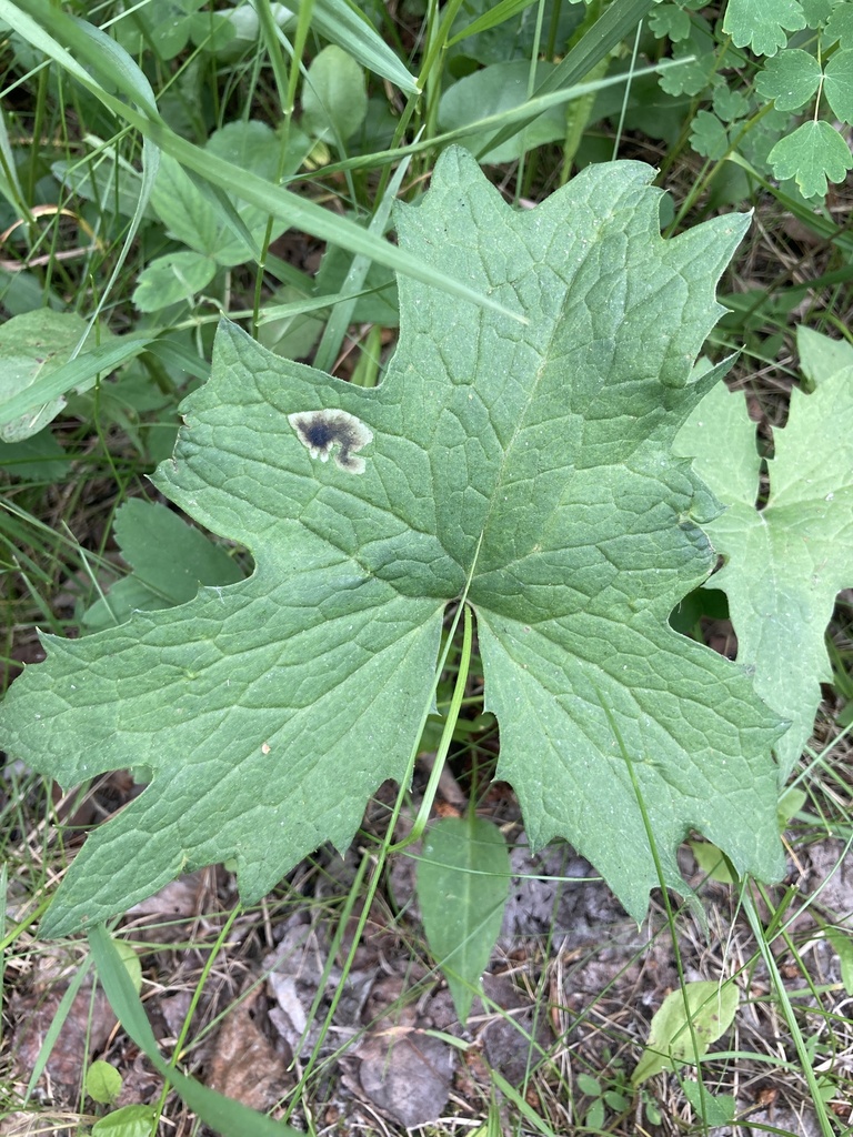 Winged and Once-winged Insects from Southwest Calgary, Calgary, AB ...