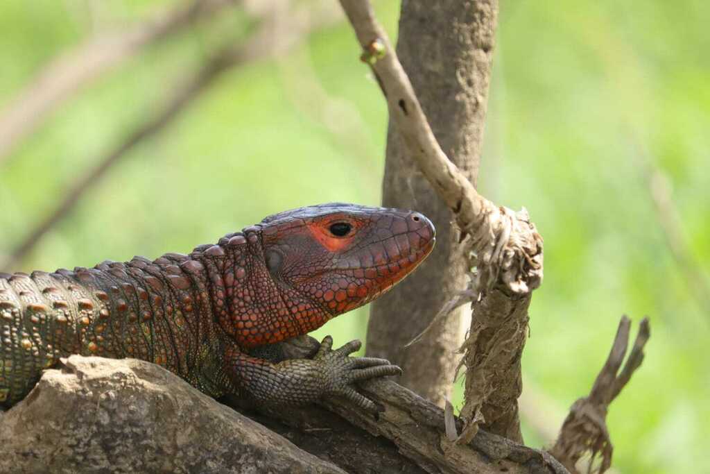 Northern Caiman Lizard from Santarém - State of Pará, Brazil on July 12 ...