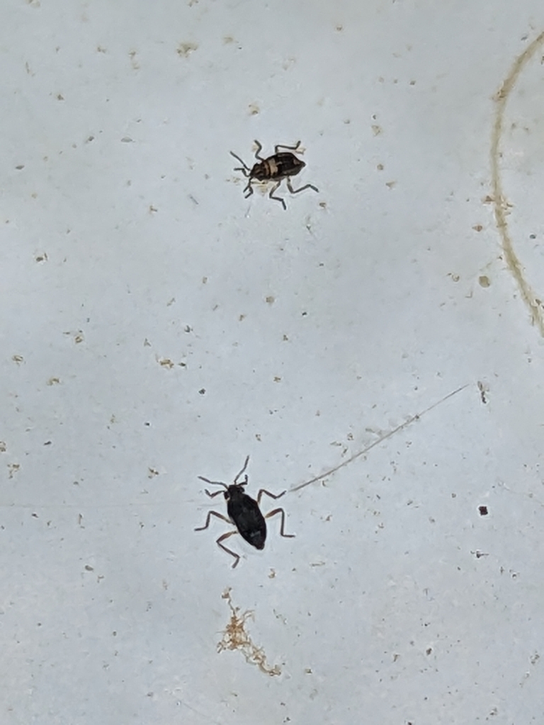 Microvelia pulchella from Lincoln Park, Chicago, IL, USA on July 12 ...