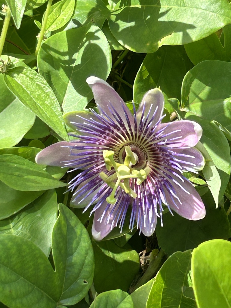 Passiflora × belotii from Burt Aaronson South County Regional Park ...