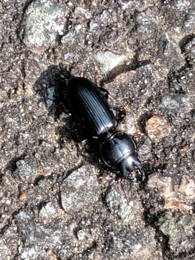 Big-headed Ground Beetle from Tolland County, US-CT, US on June 2, 2019 ...