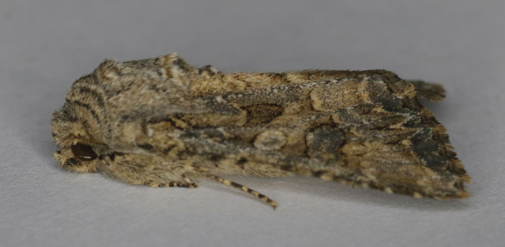 Nutmeg Moth from Tasiujaq, QC, Canada on June 29, 2024 at 09:23 AM by a ...