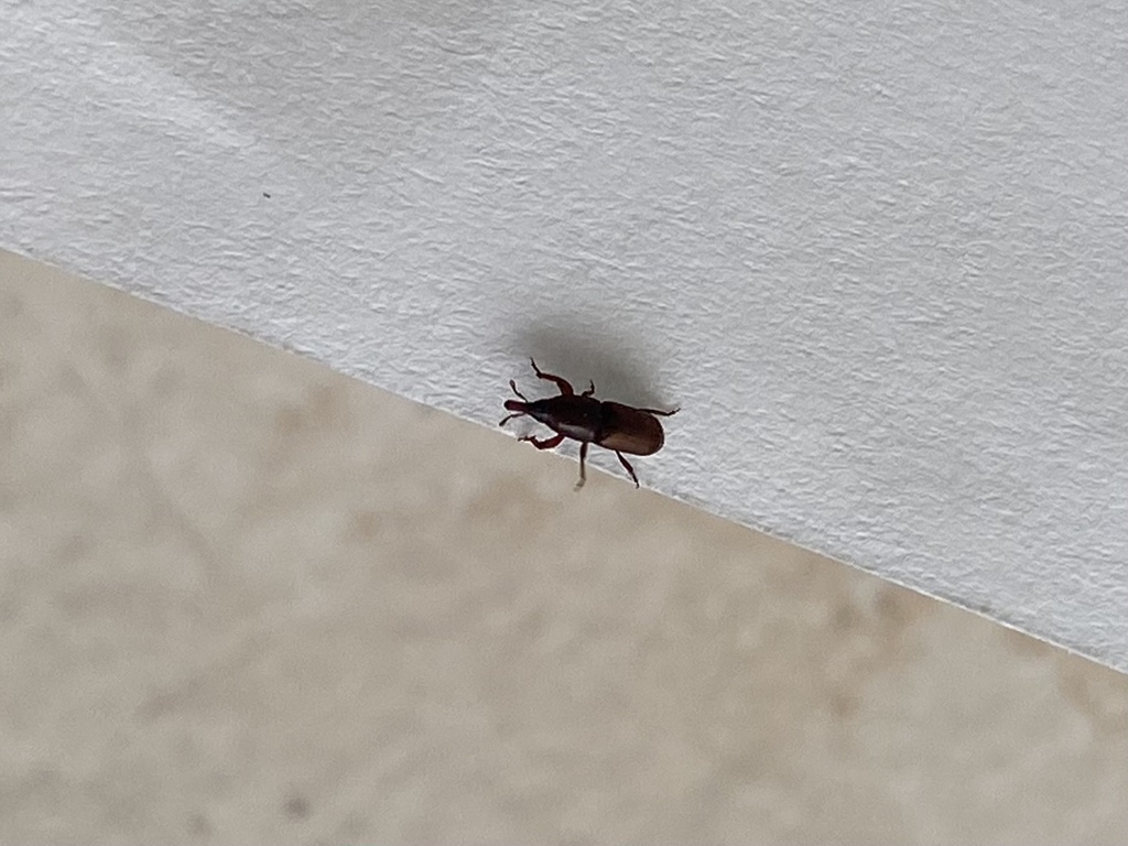 tamarind weevil from Calle Mar Jónico, Manzanillo, Col., MX on July 16 ...