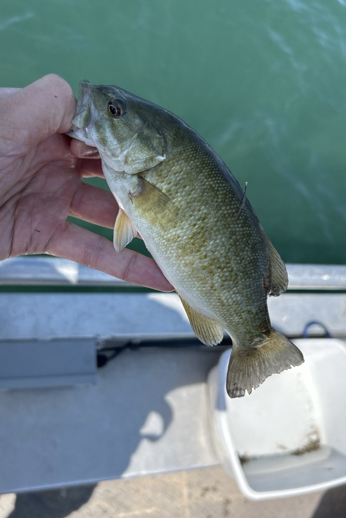 Smallmouth Bass from Saint Marys River, Sault Sainte Marie, MI, US on ...