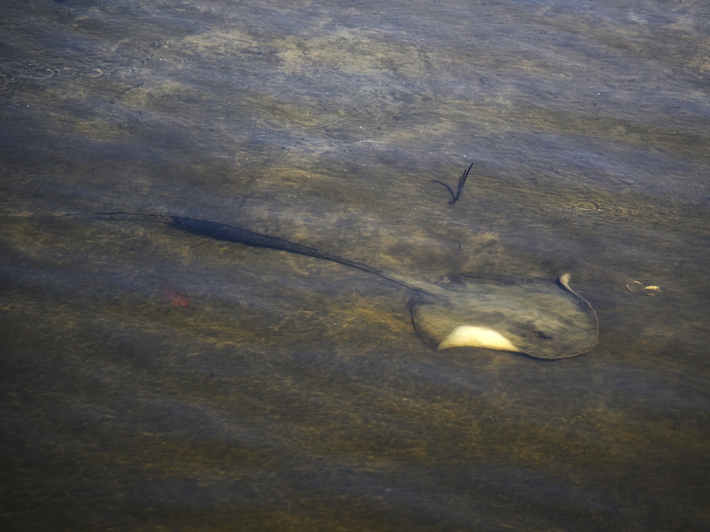 Broad Cowtail Stingray from Lions Park, Noosaville, QLD, AU on July 16 ...