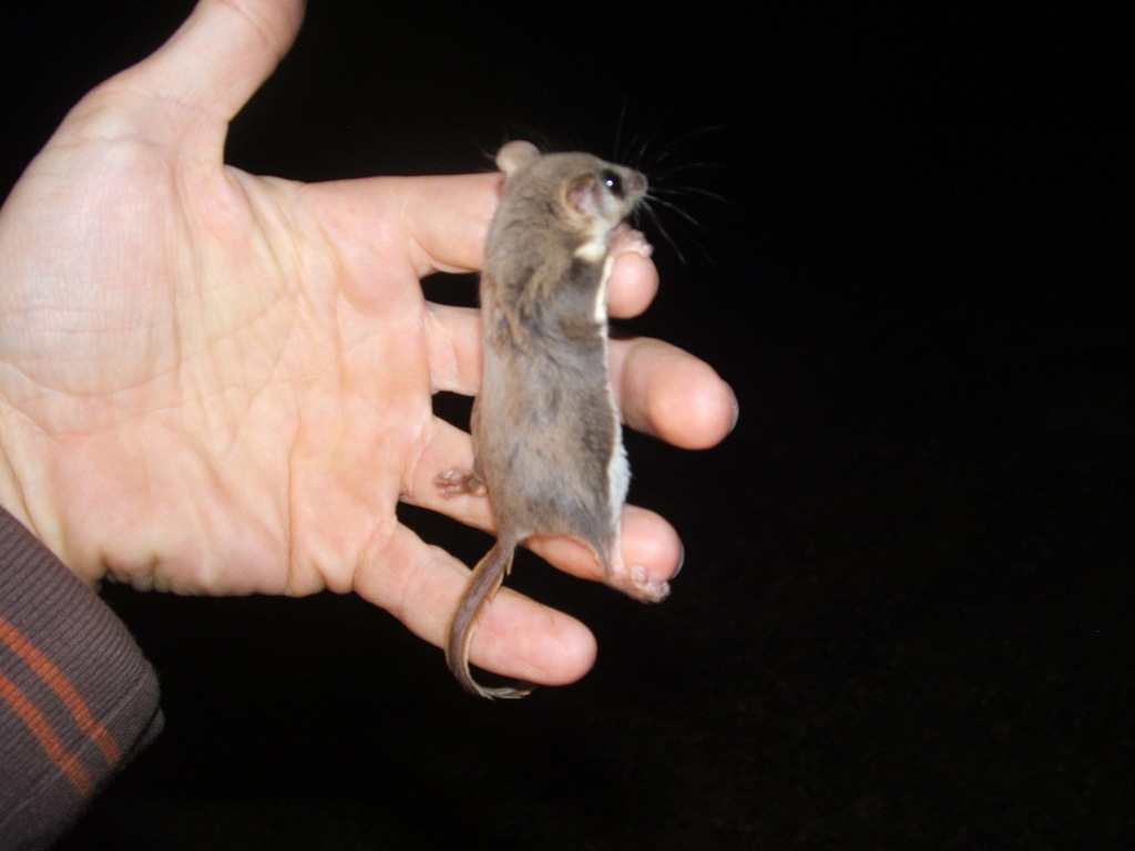 Feather-tailed Gliders and Possums (Acrobatidae) - Know Your Mammals