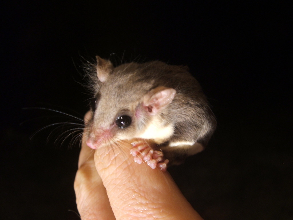 Feather-tailed Gliders and Possums (Acrobatidae) - Know Your Mammals