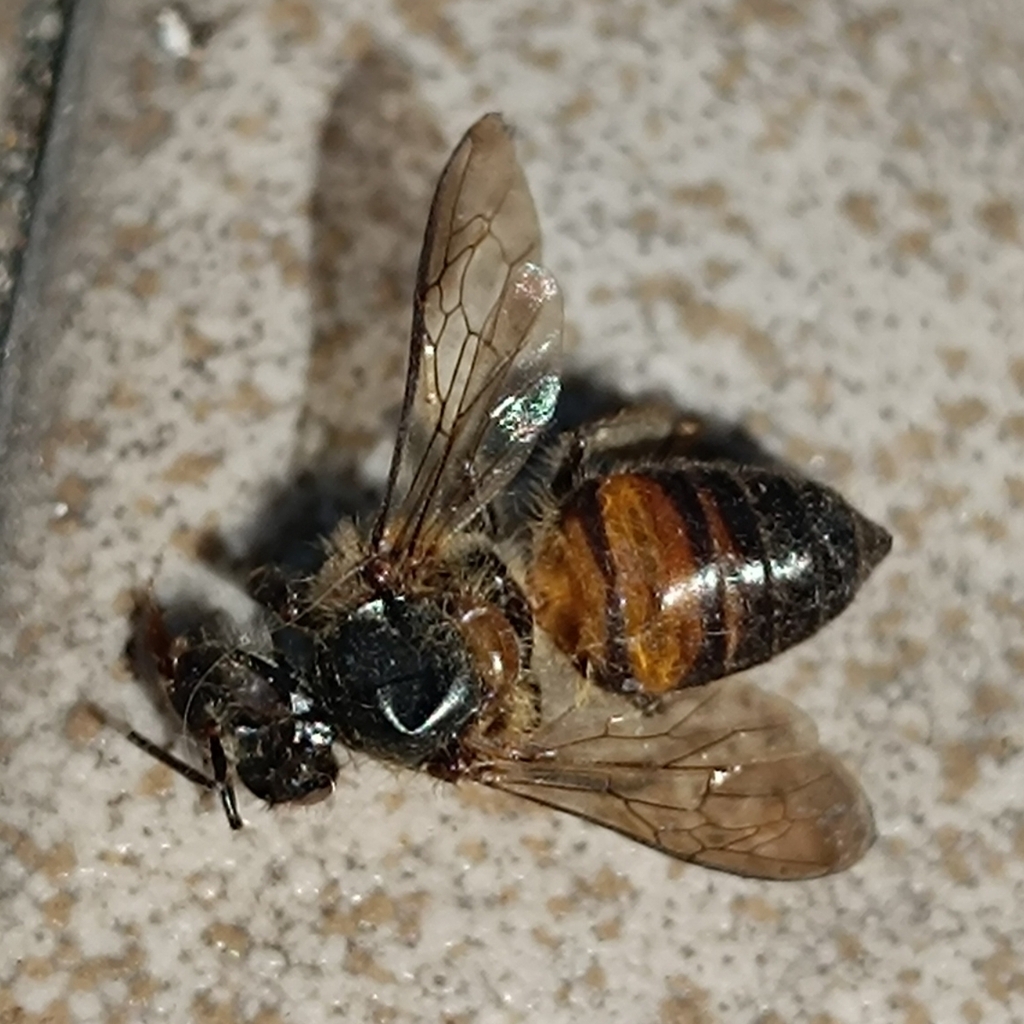 Asian Honey Bee in July 2024 by Sutthikhun Phaengphongsai · iNaturalist