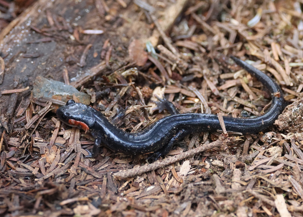 Red-cheeked Salamander in July 2024 by Alli · iNaturalist