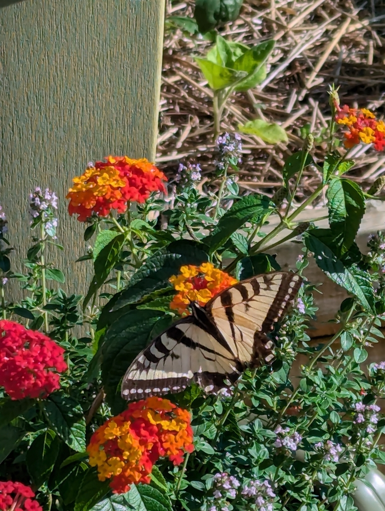 Midsummer Tiger Swallowtail from Kingston, ON K7M 5H1, Canada on July ...