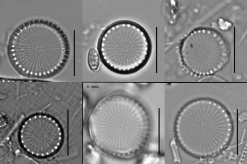 (Stephanodiscus hantzschii)