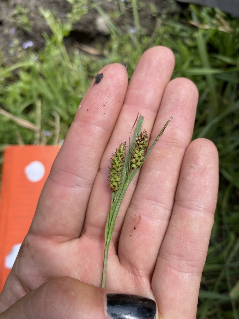 Nebraska sedge from Humboldt-Toiyabe National Forest, Ruby Valley, NV ...