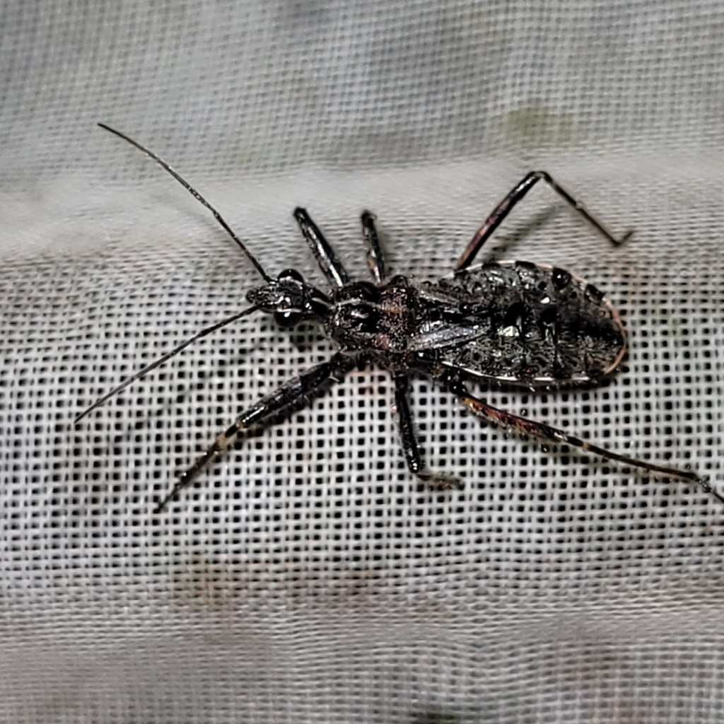 Coranus woodroffei (Réduves d'Alsace) · iNaturalist