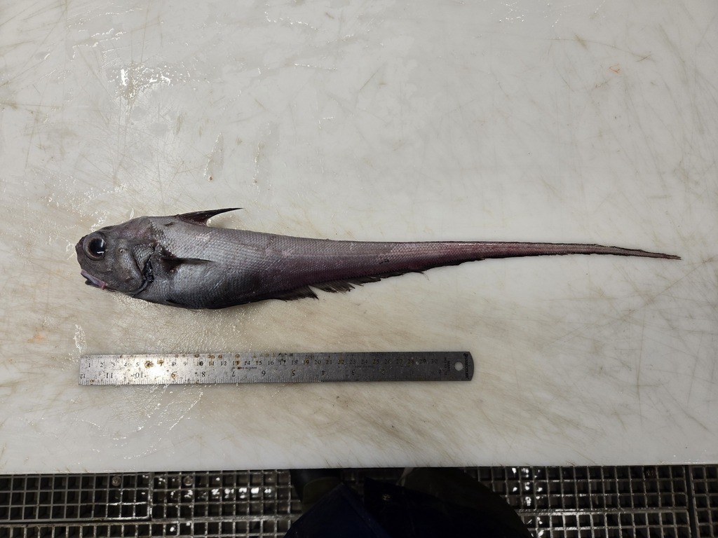 (Coryphaenoides) - Marine Life Identification
