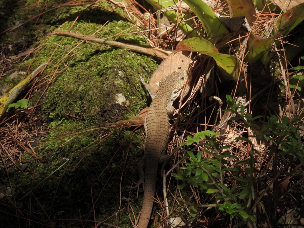Red-lipped Arboreal Alligator Lizard in July 2024 by Diego Manzano ...