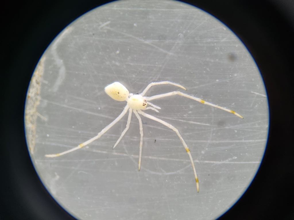 Mirror-ball Spiders from Jundiaí - SP, Brasil on July 14, 2024 at 04:00 ...