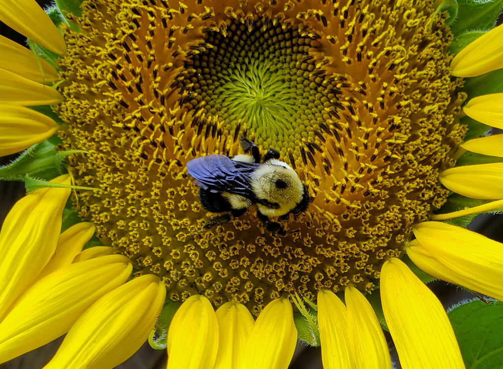 Brown-belted Bumble Bee from Lynn Lane, Tulsa, OK, USA on July 16, 2024 ...