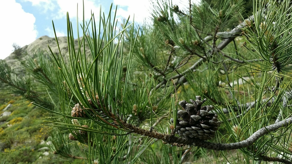 Corsican Pine (Pinus nigra laricio) - Botanical Realm