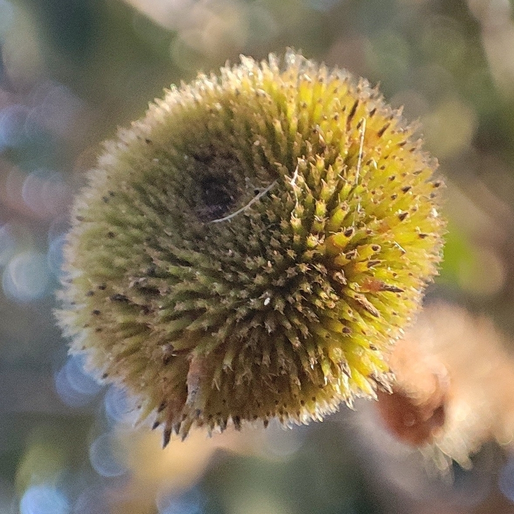 Monkey's Comb from Corumbá, MS, Brasil on July 16, 2024 at 09:07 AM by ...