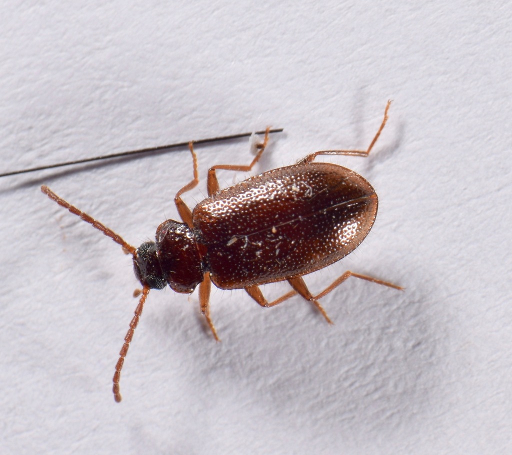 Anaedus from C.U., Ciudad de México, CDMX, México on September 1, 2023 ...