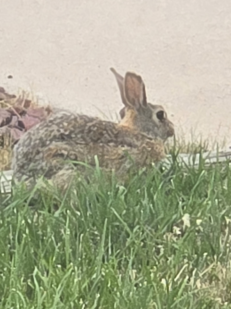 Cottontail Rabbits in July 2024 by ldd27 · iNaturalist