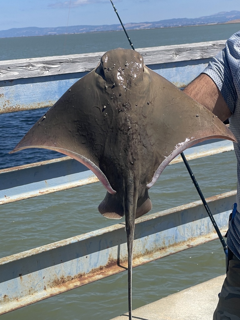 Bat Ray from San Francisco Bay, Fremont, CA, US on July 16, 2024 at 11: ...
