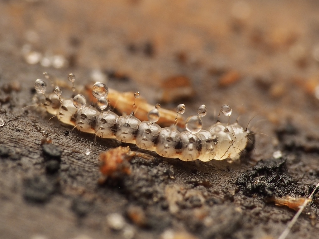 Forcipomyiinae from Gainesville, FL, USA on January 11, 2023 at 04:06 ...