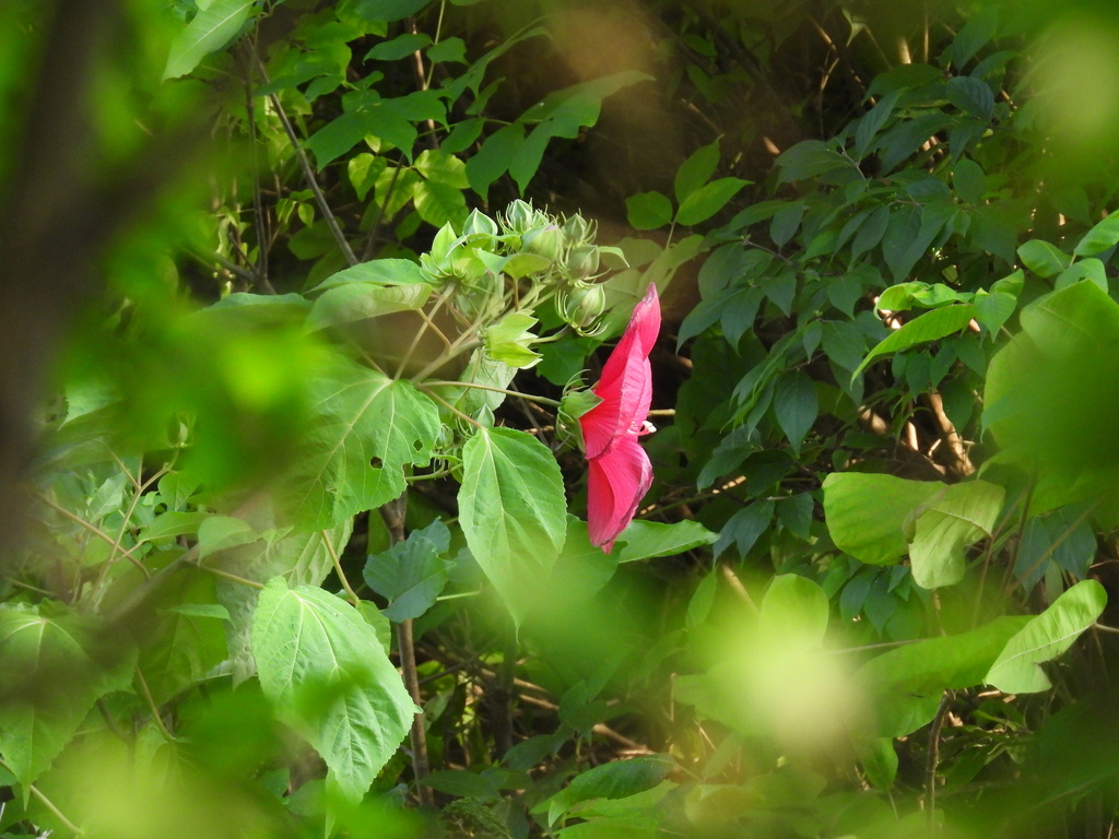 swamp rose mallow from Amberley Green, Amberley, OH, US on July 16 ...