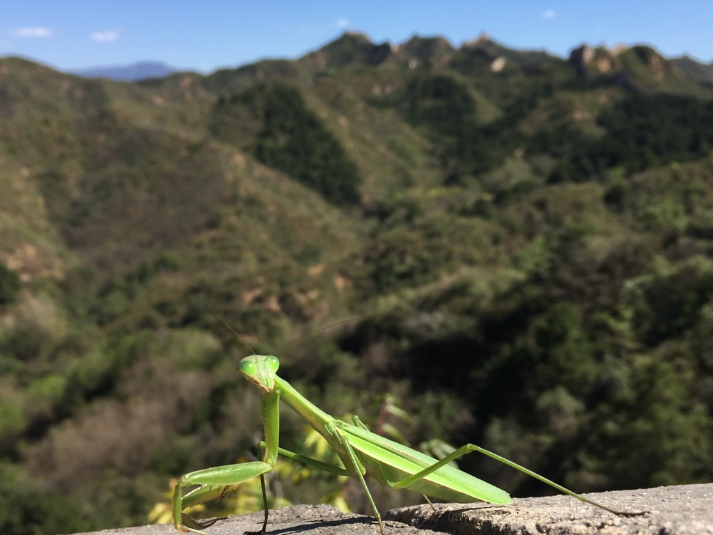 Chinese Mantis from Great Wall of China, , Hebei, CN on September 20 ...