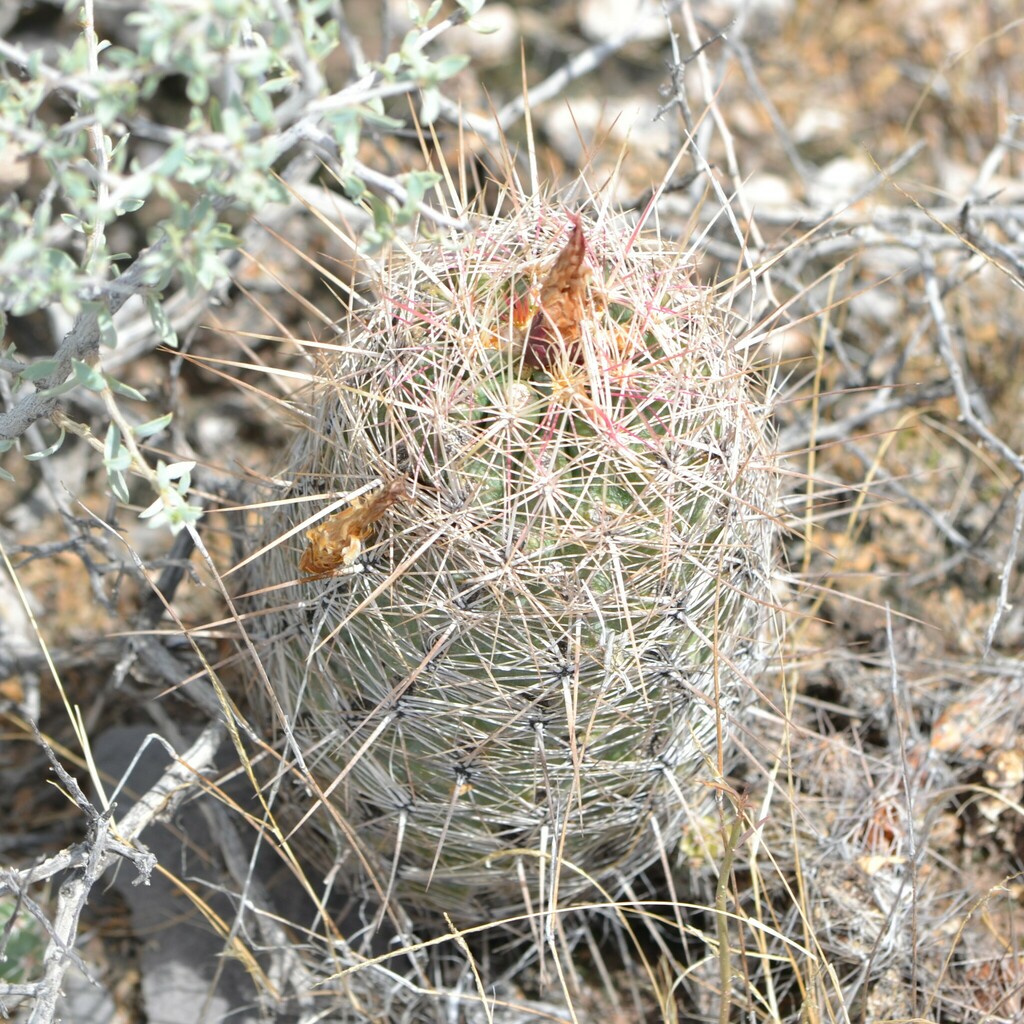 Thelocactus bicolor bicolor from Matamoros, Coah., México on July 14 ...