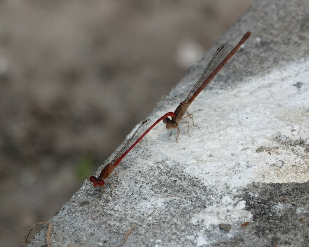 Desert Firetail from Mission, TX, USA on July 16, 2024 at 02:48 PM by ...