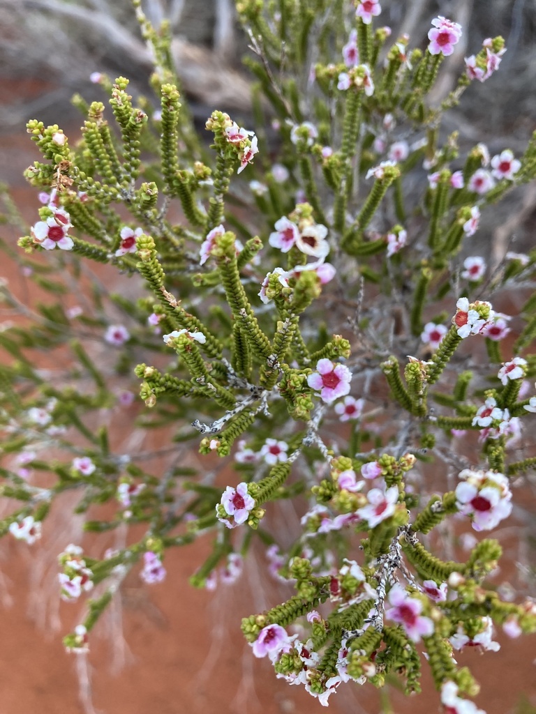 Desert heath myrtle from Yulara, NT, AU on July 7, 2024 at 07:46 AM by ...