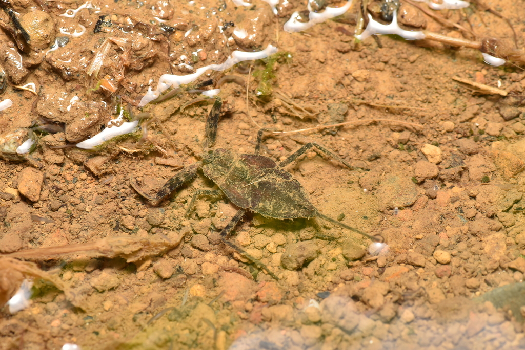 Laccotrephes from 558台灣南投縣鹿谷鄉 on July 16, 2024 at 08:59 PM by Yung-Lun ...