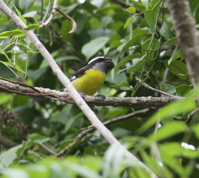 Bananaquit from Blue Apple Beach House, Isla Tierra Bomba, Bocachica ...