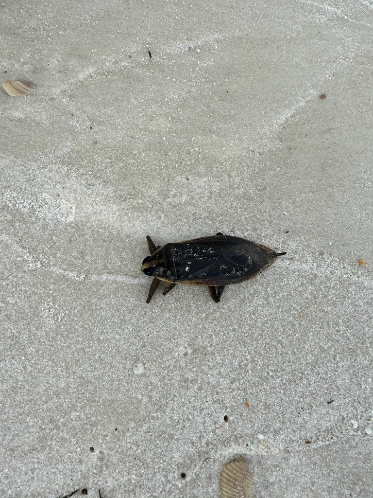 Eastern Toe-biter from T.H. Stone Memorial St. Joseph Peninsula State ...