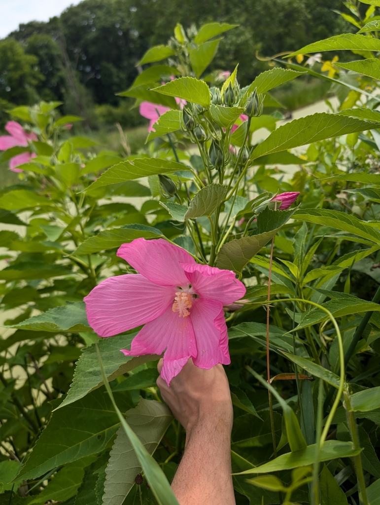 swamp rose mallow from Boston Township, OH, USA on July 16, 2024 at 10: ...
