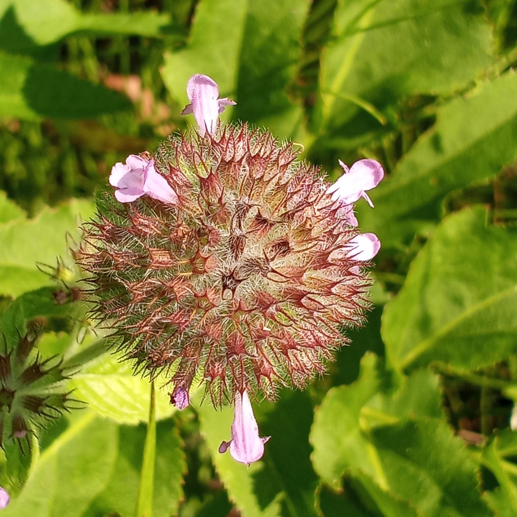 Wild Basil from Garrett, Maryland, United States on July 14, 2024 at 04 ...