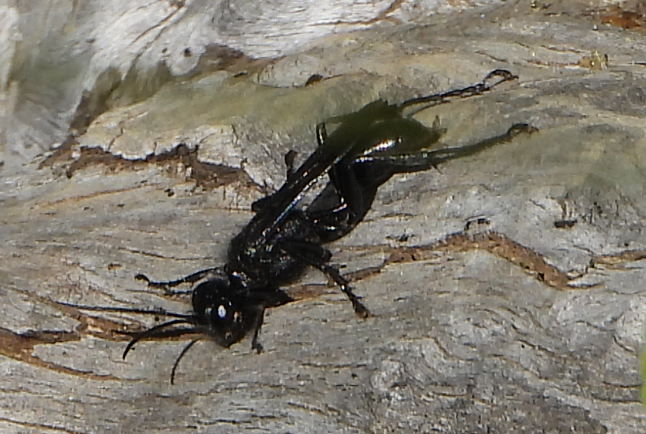 Nearctic Blue Mud-dauber Wasp from Saddle Mountain State Natural Area ...