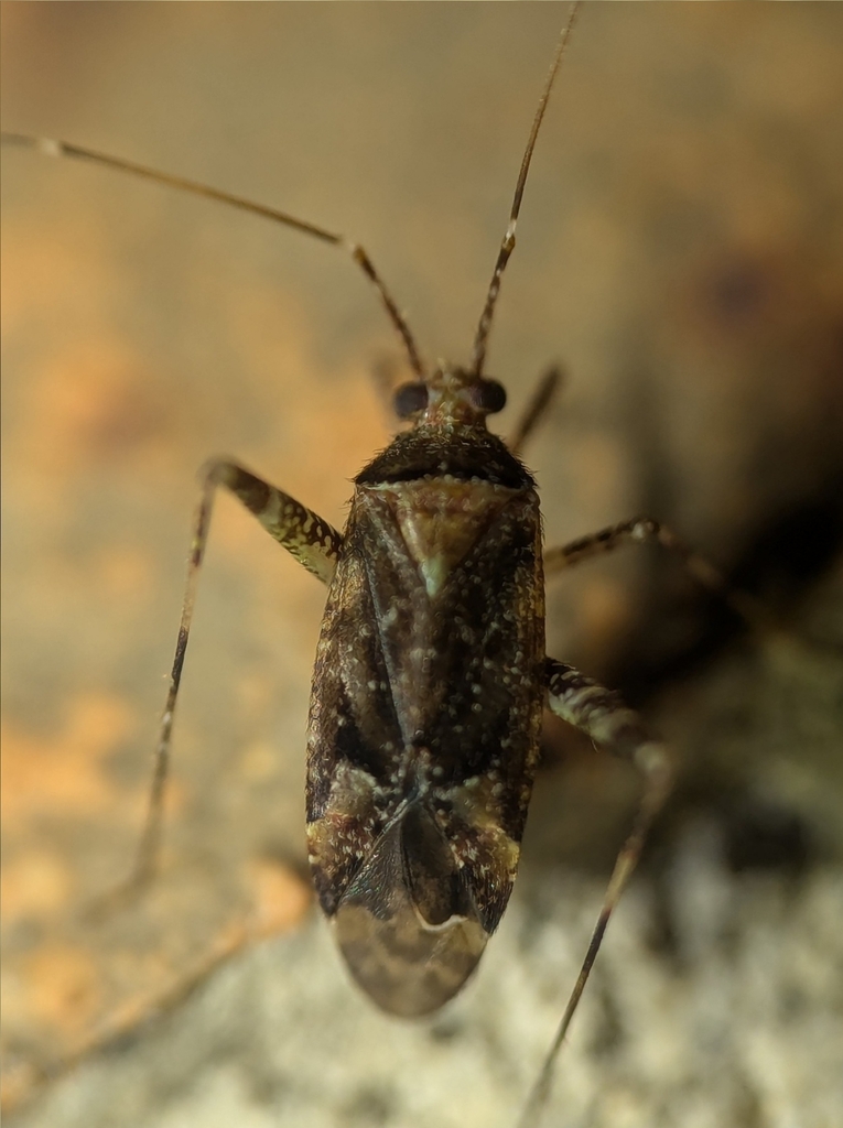 lime plant bug in July 2024 by Zihao Wang. Moth light on a balcony ...