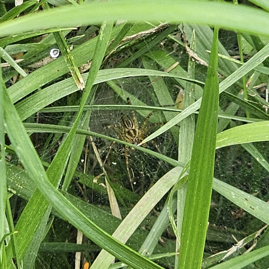 Grass Spiders from Reynoldsburg, OH, USA on July 16, 2024 at 02:39 PM ...