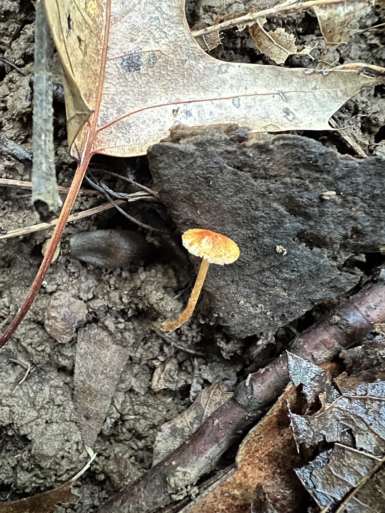 Chestnut Dapperling from Albert Johnson Rd, Nashville, IN, US on July ...