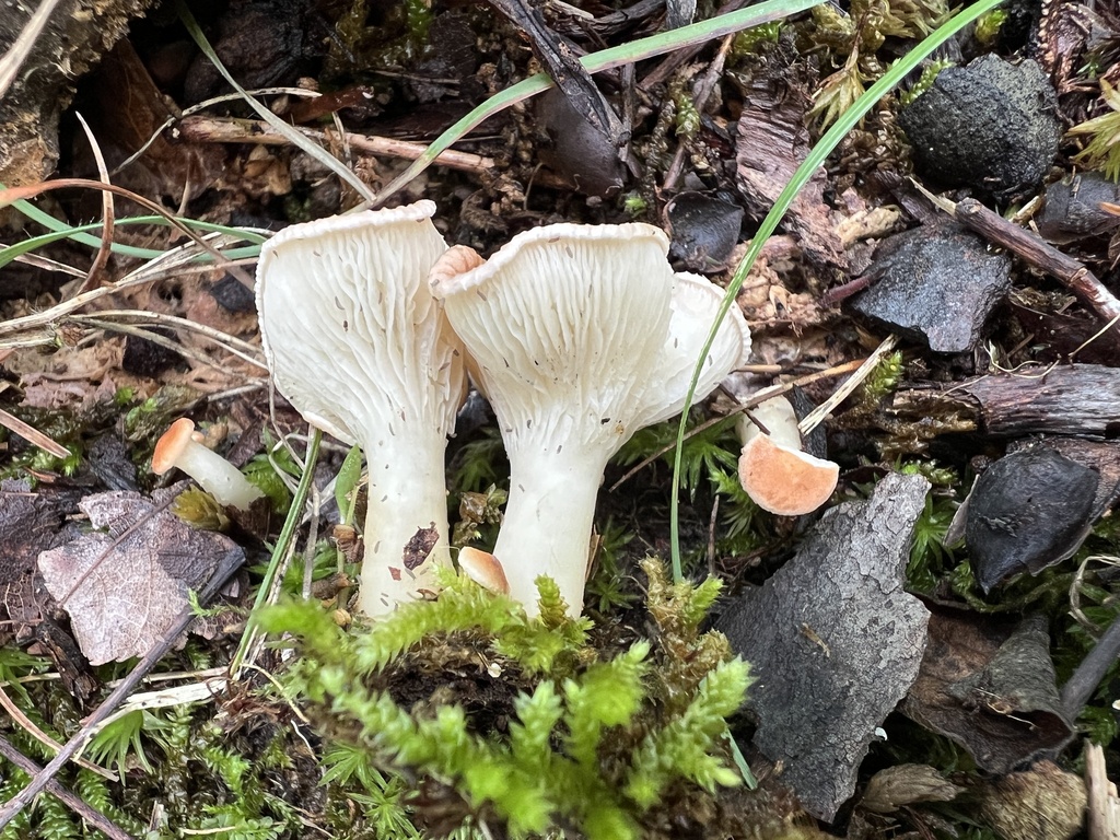 Common Funnel from Albert Johnson Rd, Nashville, IN, US on July 16 ...
