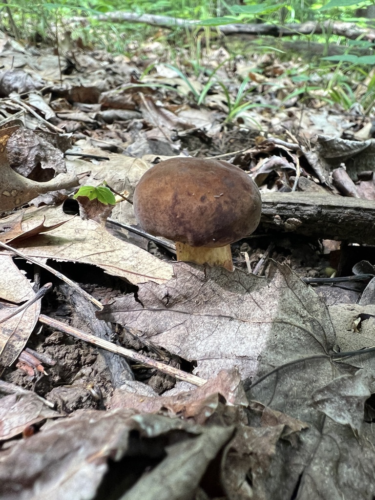 Neoboletus from Albert Johnson Rd, Nashville, IN, US on July 16, 2024 ...