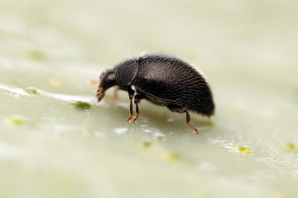 Mite-eating Ladybirds from Ruawai, New Zealand on July 8, 2024 at 04:32 ...