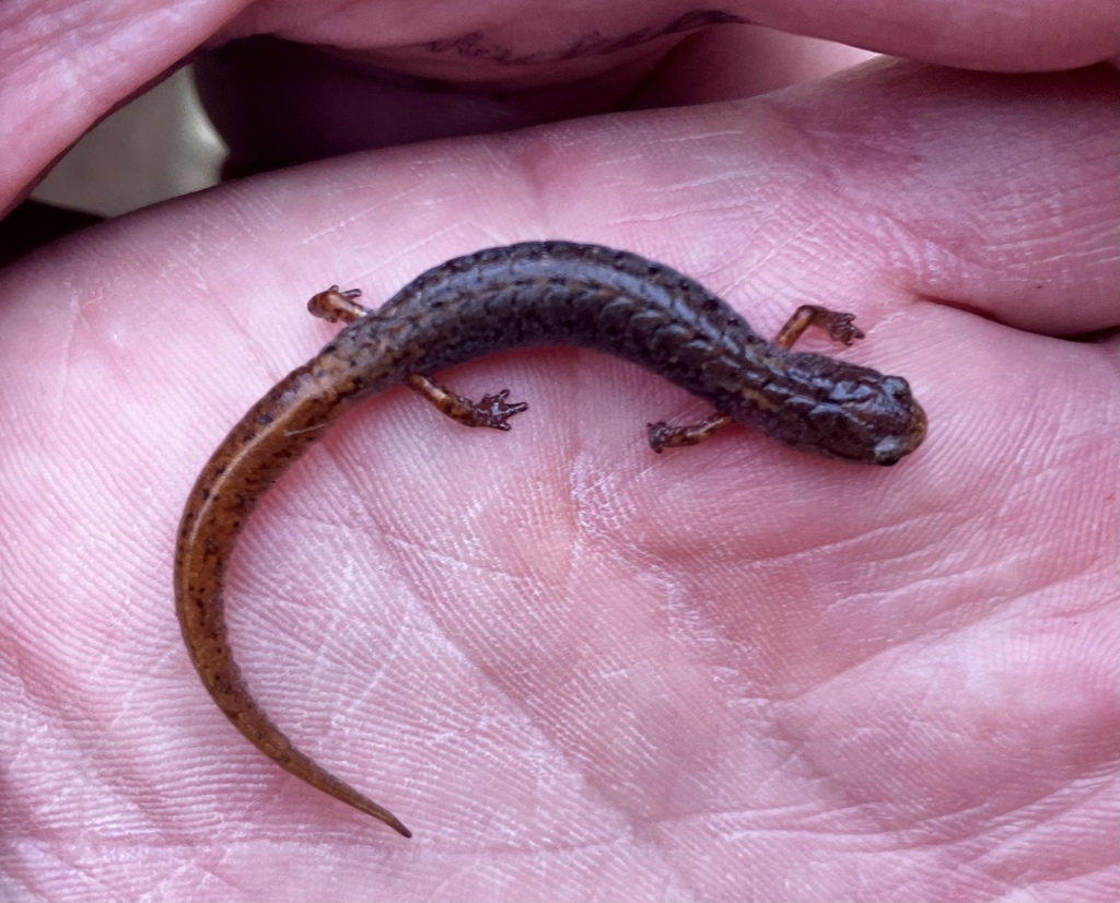 Four-toed Salamander from Curtis Rd, Stone Lake, WI, US on July 16 ...