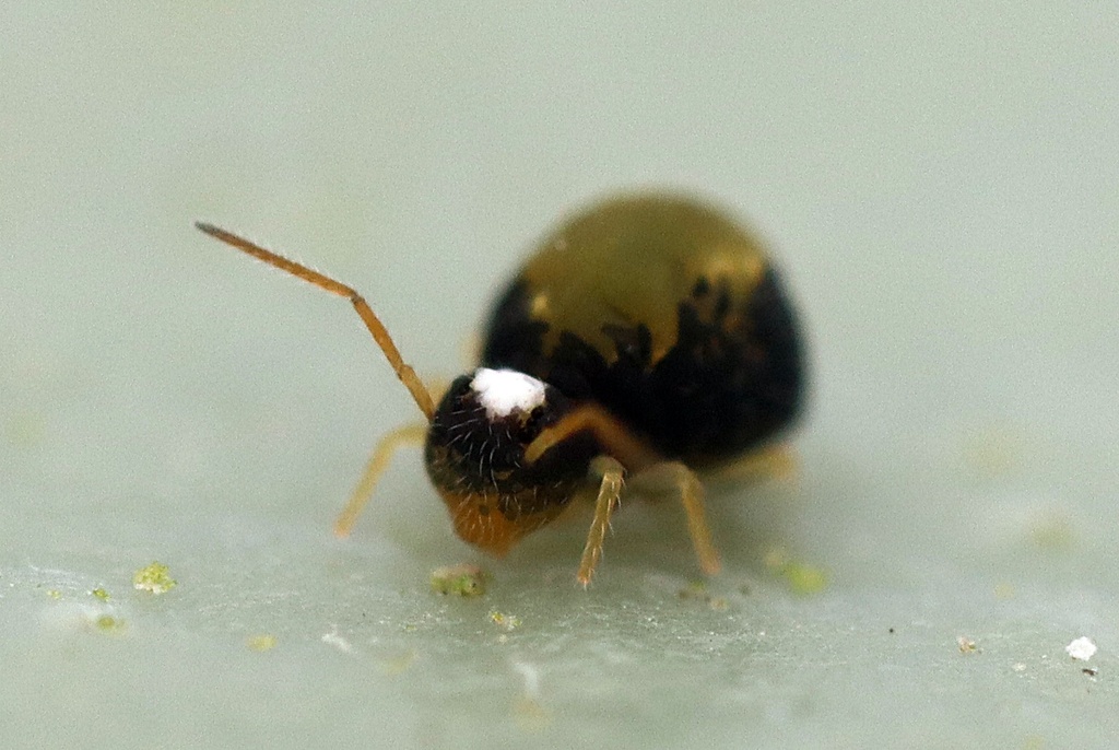 Globular Springtails from Ruawai, New Zealand on June 30, 2024 at 11:13 ...