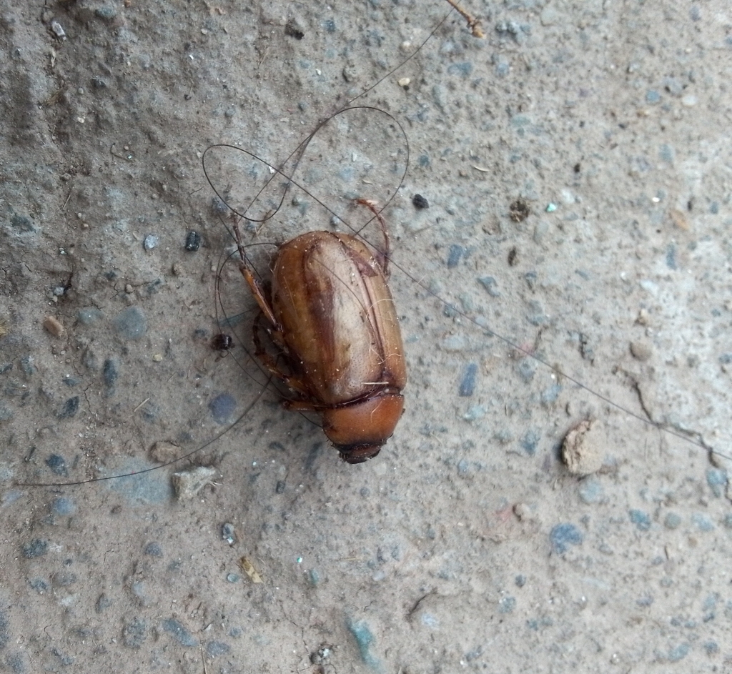 Hilyotrogus from Nainital, IN-UT, IN on July 17, 2024 at 07:35 AM by ...
