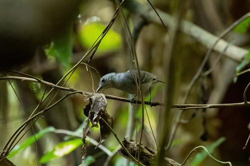 Subespecies Myrmotherula assimilis assimilis · iNaturalist Mexico